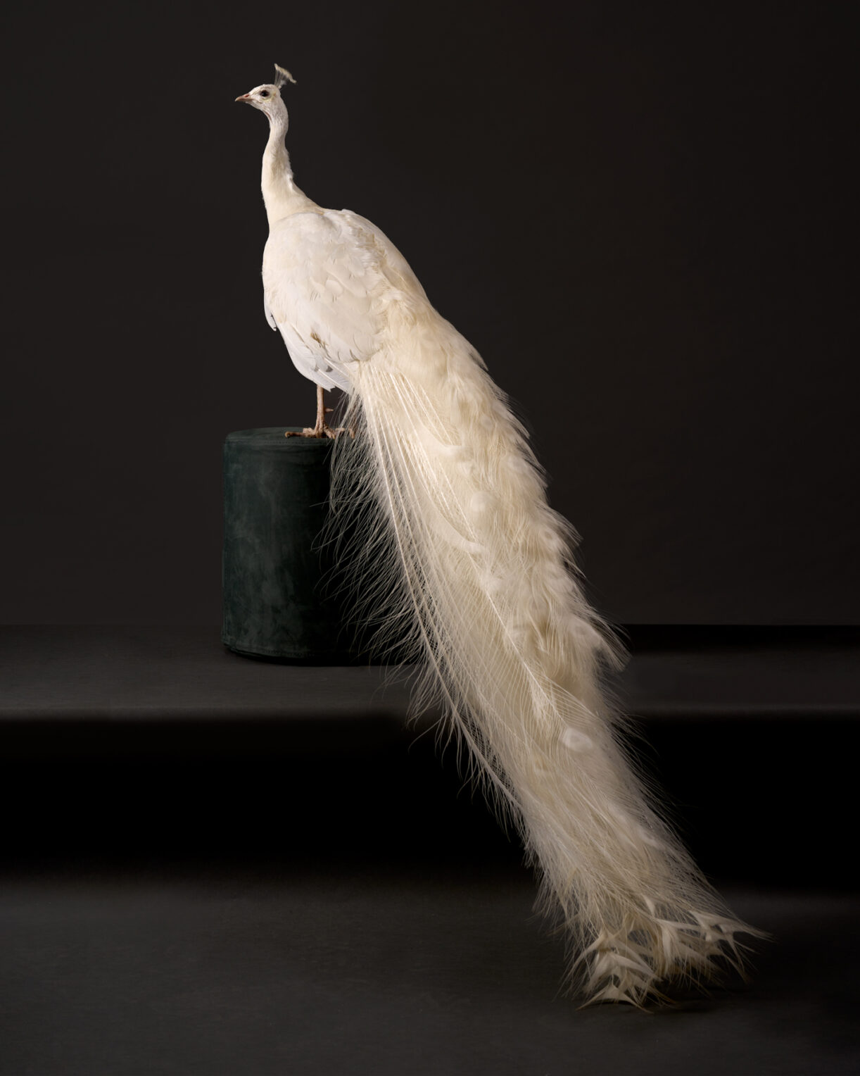 Birds of a Feather: Peter Samuels' Portrait Series "Pheasants and ...